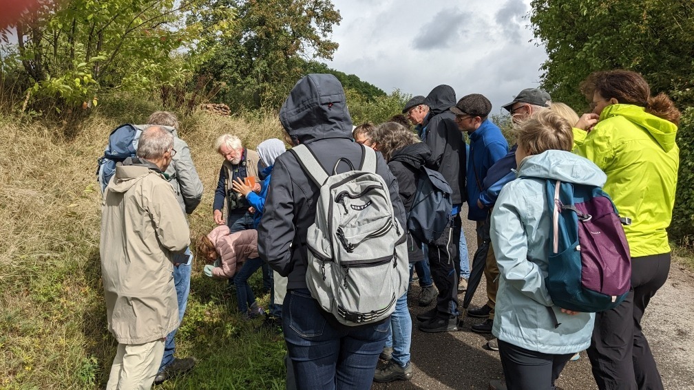 Insekten im Wald – GRÜNE OV WINNENDEN